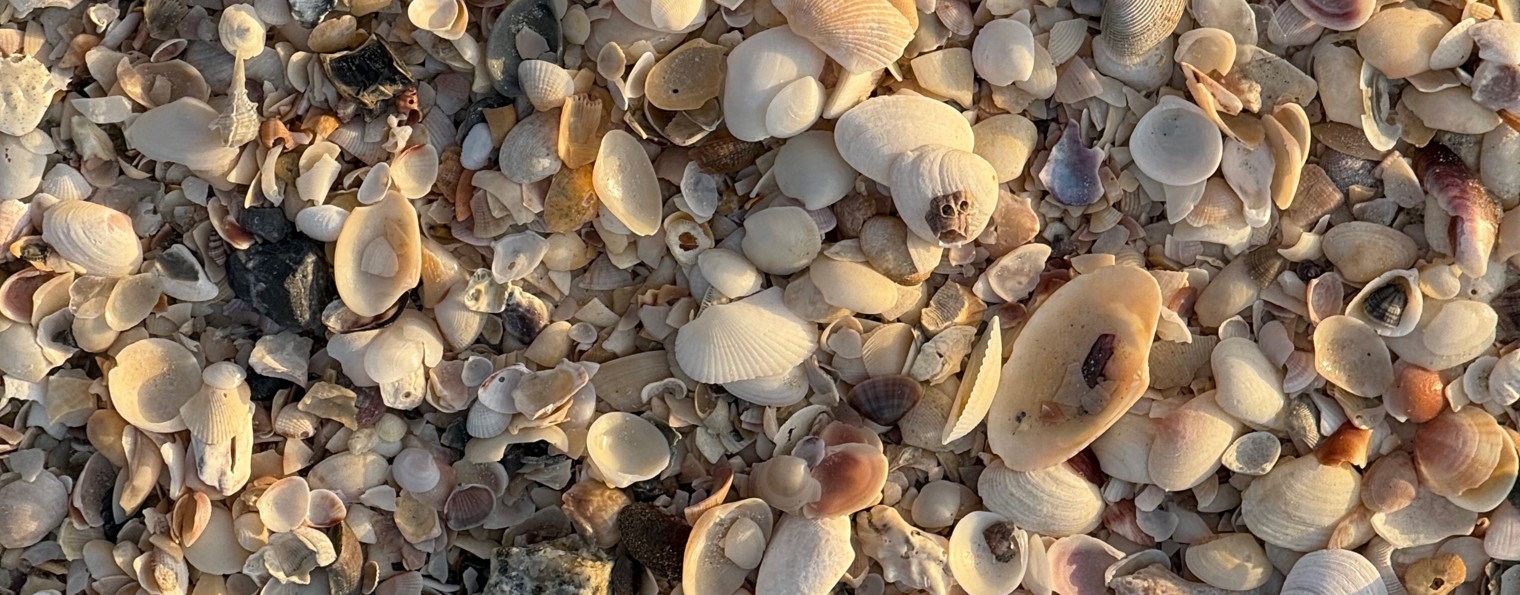 Аида поехали