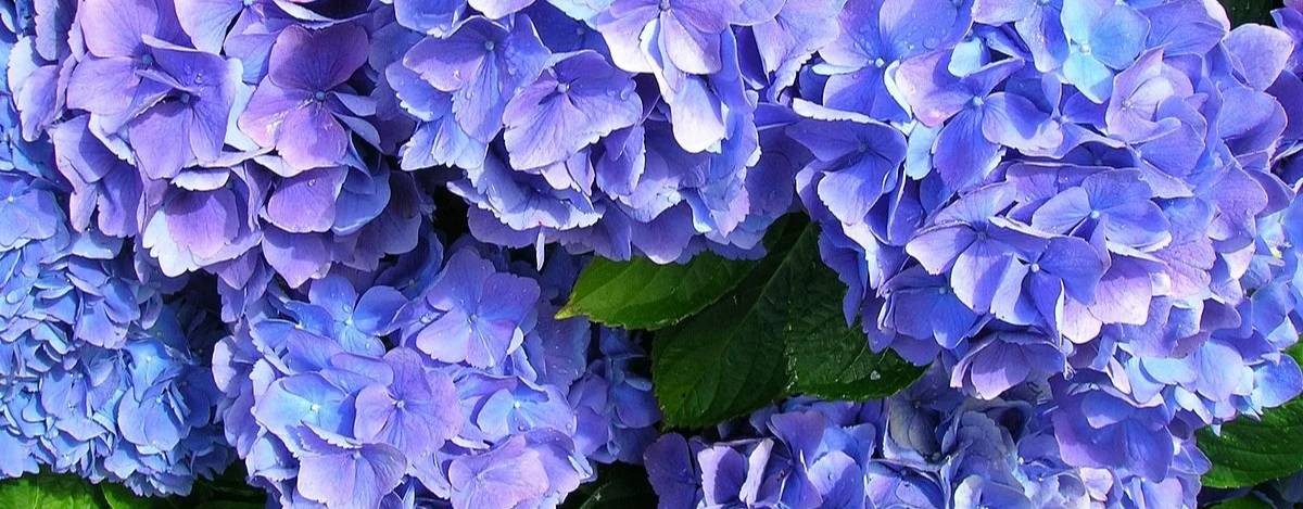 хочешь быть счастливой выращивай цветы