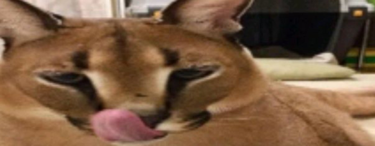 Русский Шлёпа