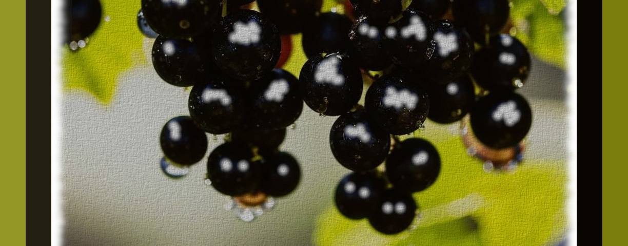 Смородиновые очи