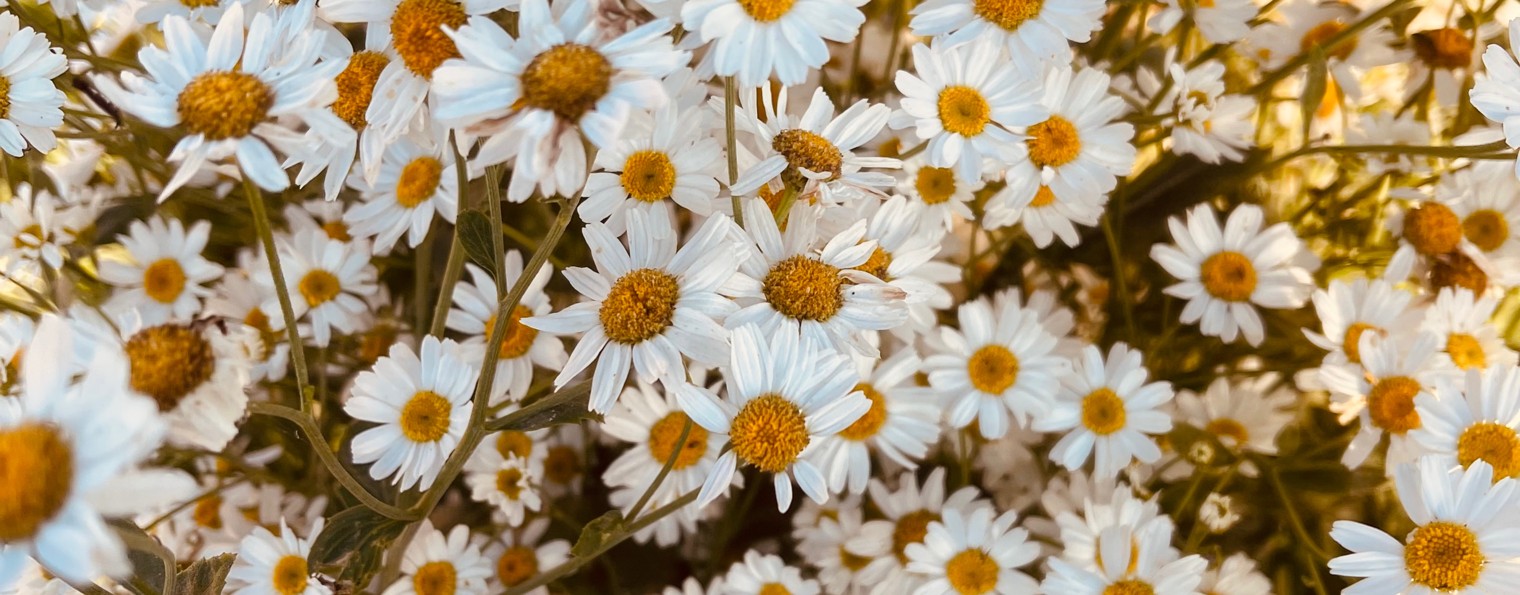 Леди с бензопилой