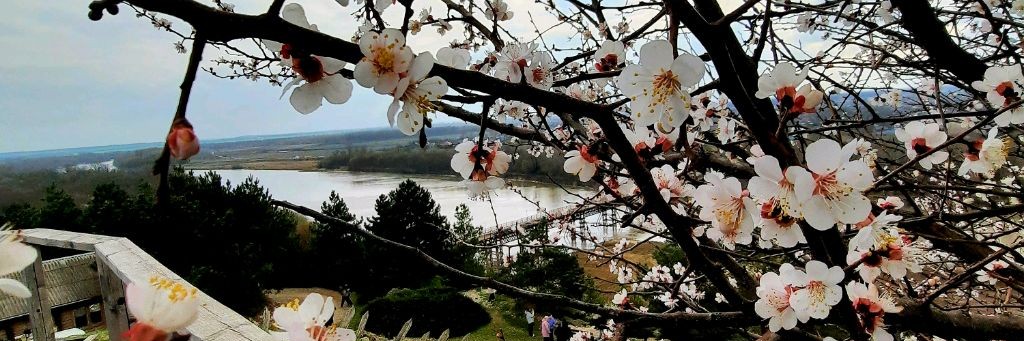 Алина Колесникова VLOG