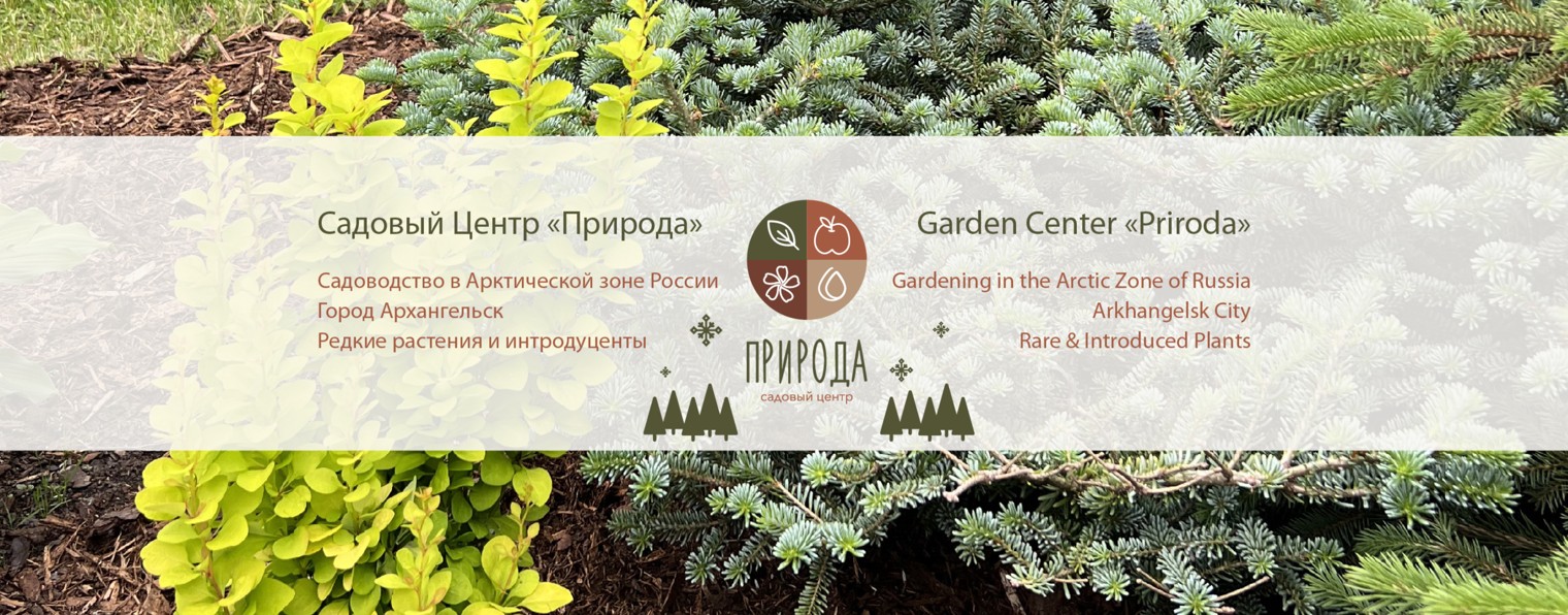 Сад на Севере в Арктике