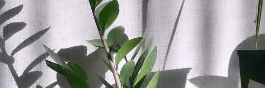 На подержанном авто