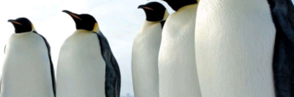 PENGUIN2016