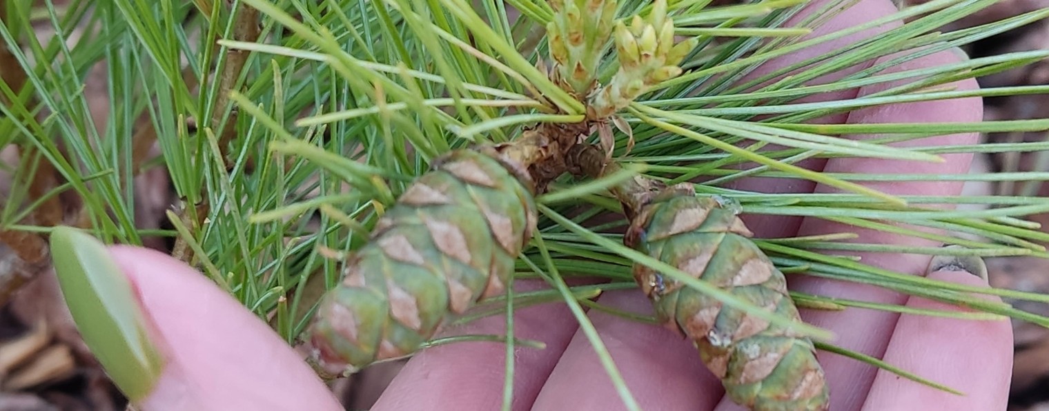 Мой хвойный сад