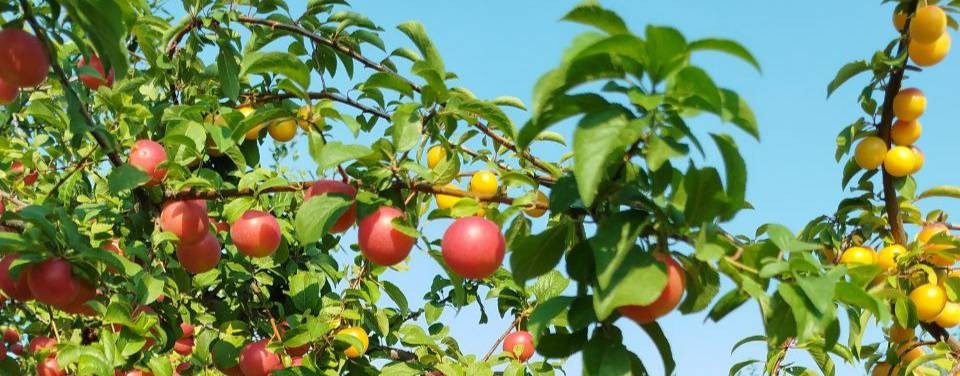 Земля и Дача.