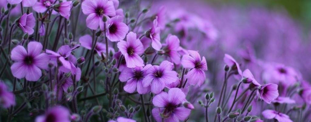 Семья Язевых