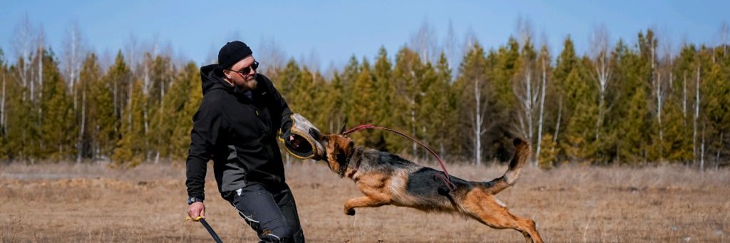 Tahlwind Wallishcer немецкие овчарки
