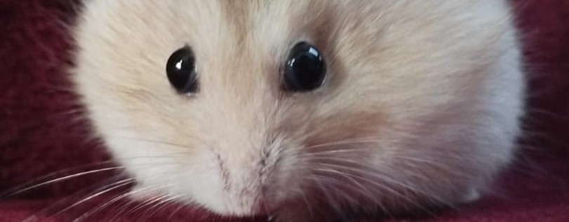 Бравл старс!!!