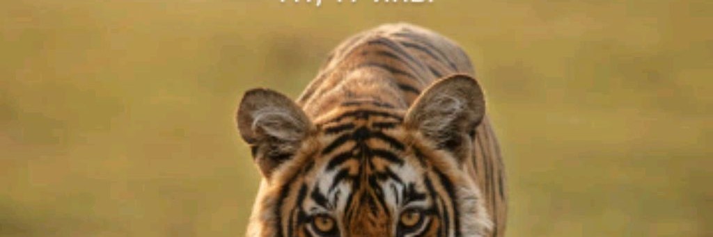 Играман Влад