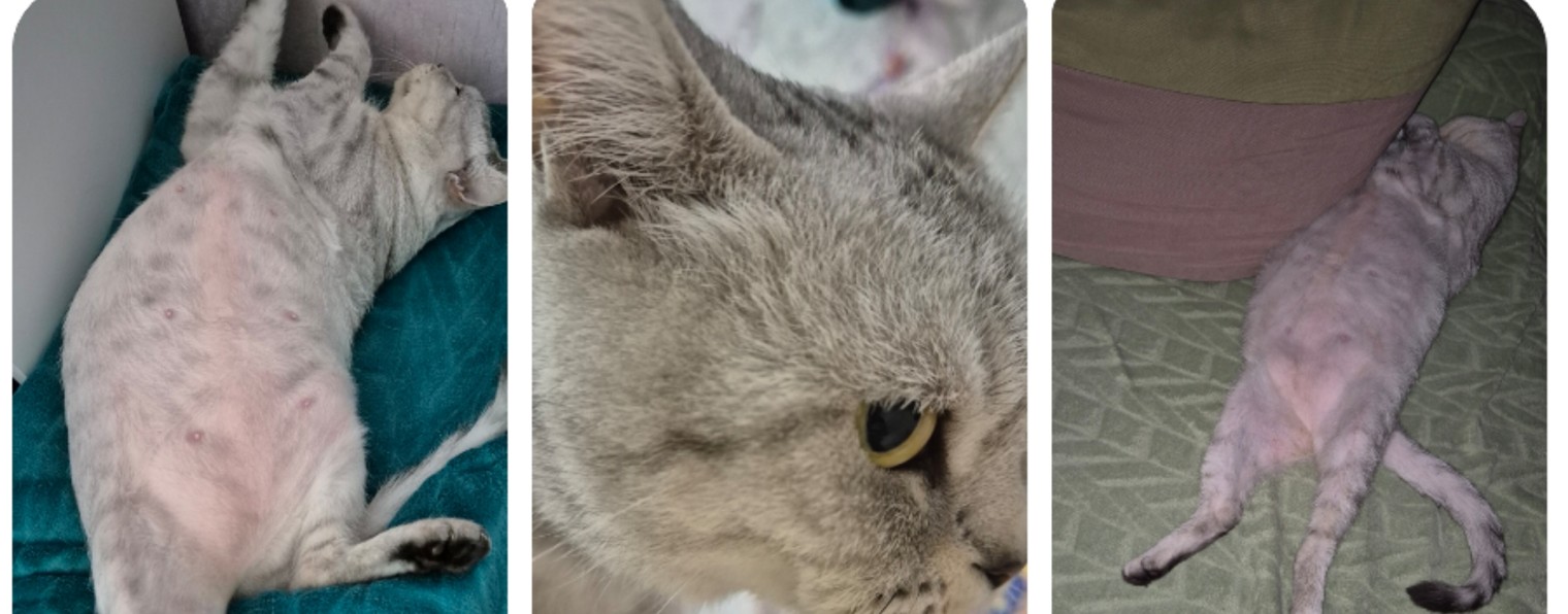 Яндекс Распоковщик