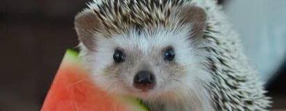 Девчата Рулят