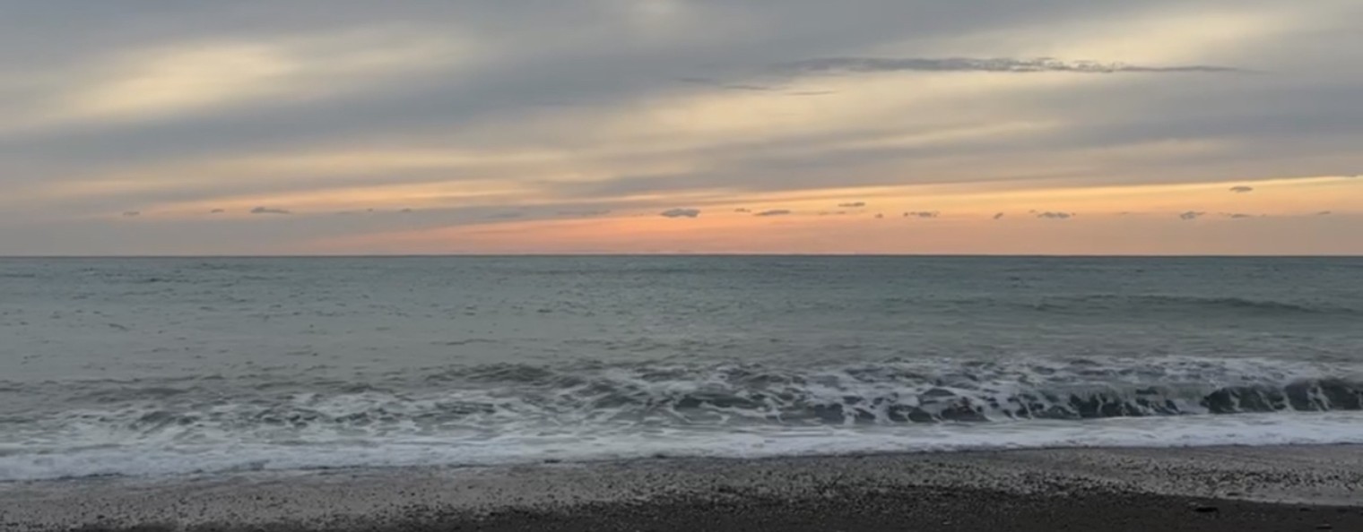 Верба Сибирская