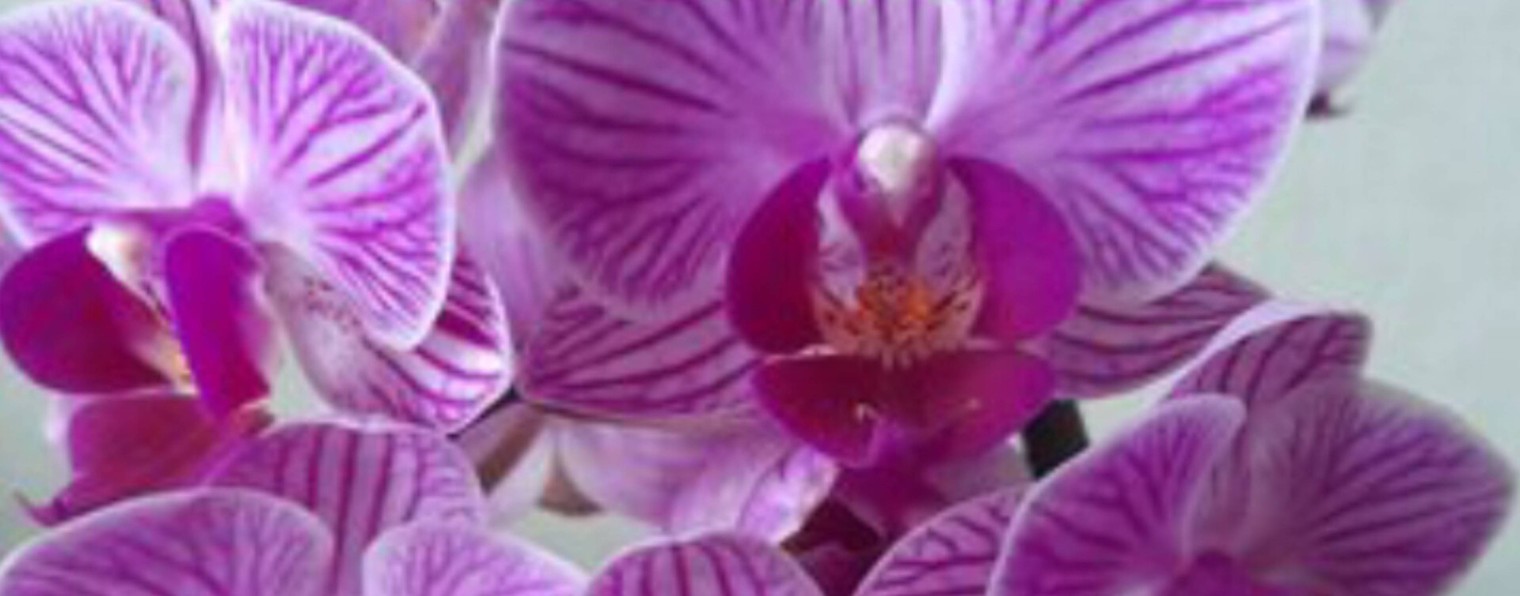 Комнатные растения у Елены