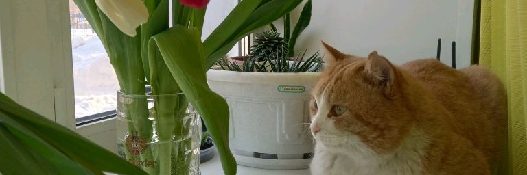 Истории от Рыжего