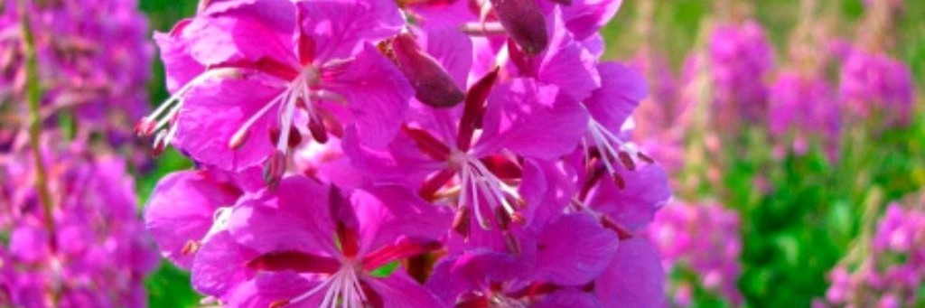 Иванек- playing