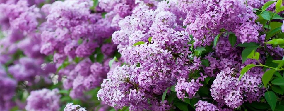 Радость для души