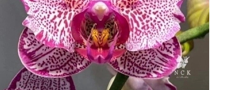 Люблю орхидеи