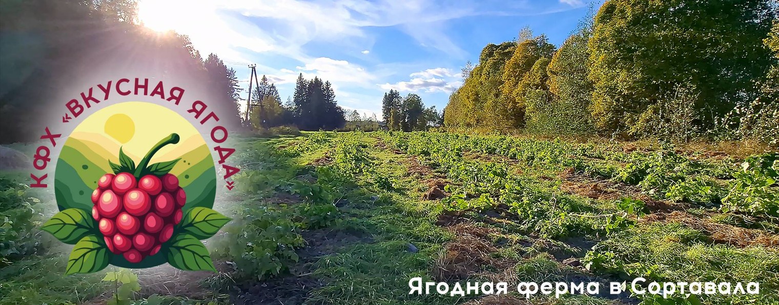 Кфх Вкусная Ягода - Ягодная ферма в Сортавала