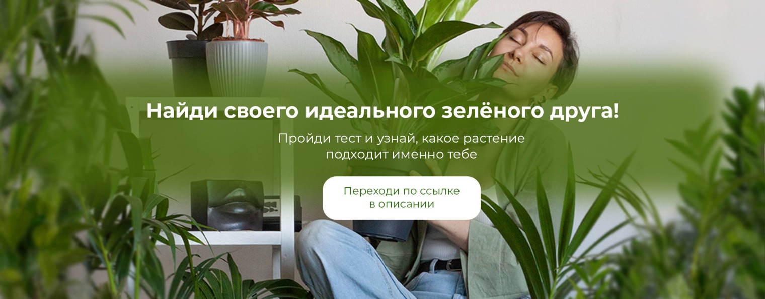 Гринотека | комнатные растения и озеленение