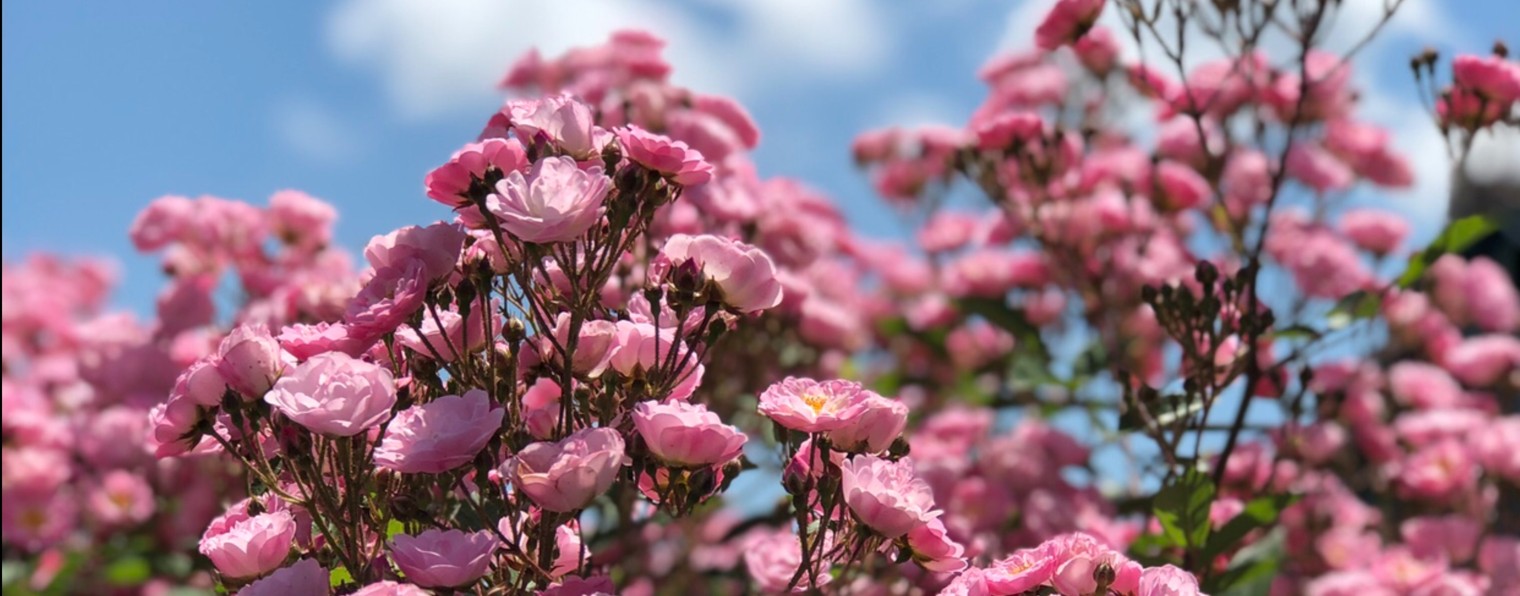 🌺Цветочница Оля🌺