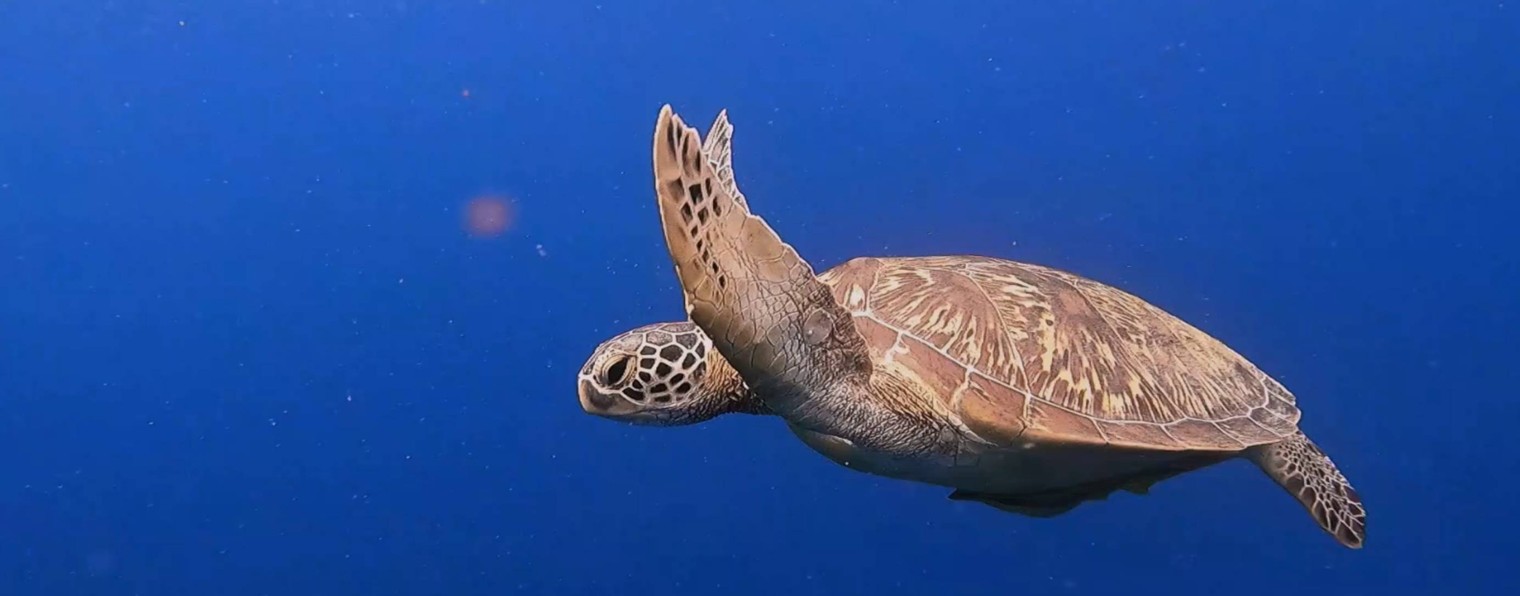 Александр Смирнов - остеопрактика и здоровье