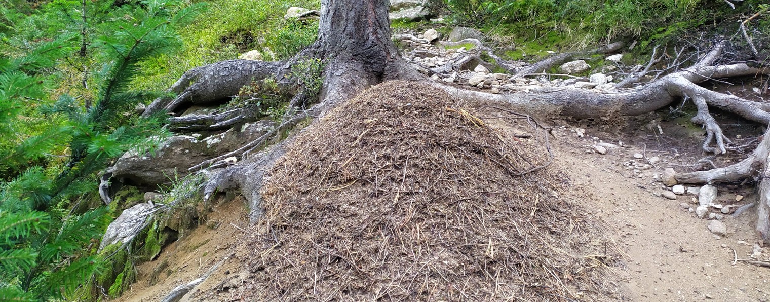 Хроника Поликтена