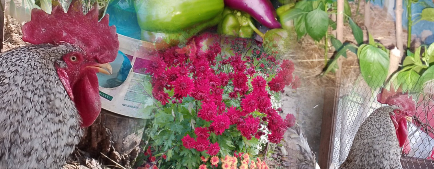 Сам себе "прогресс"