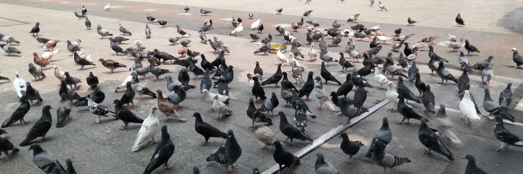 Huutruongfeldu(vandergrafe)