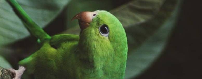 Попугаи. Содержание и уход.