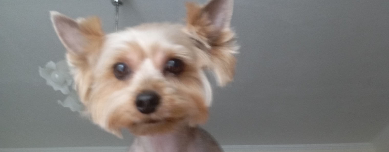 Toilet tower defense