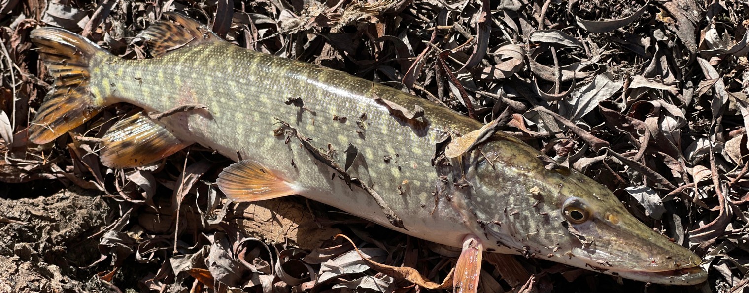 TipFish