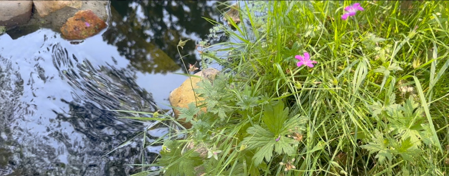 ПРУД НА ДАЧЕ