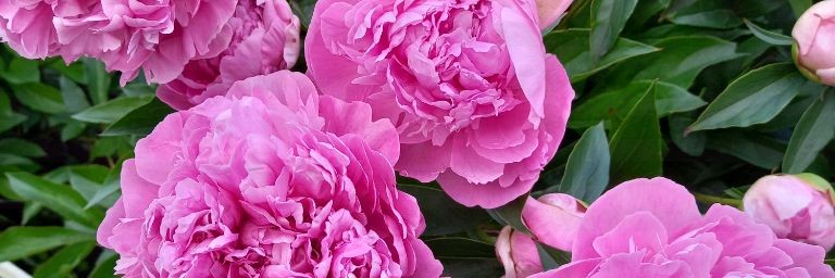 Светлана Казакова