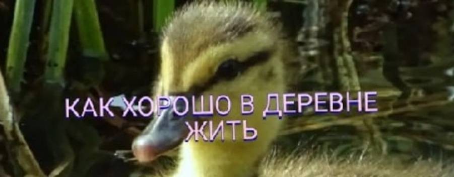 КАК ХОРОШО В ДЕРЕВНЕ ЖИТЬ!!!