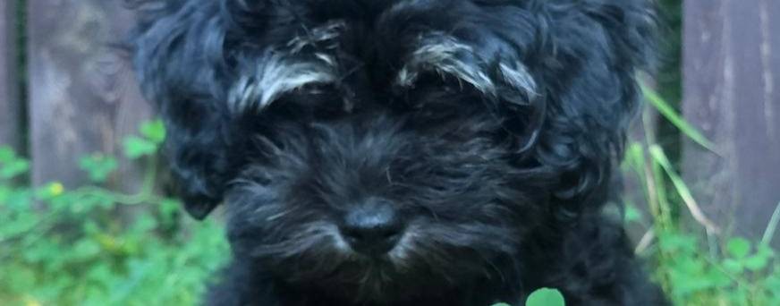 Channel OF DECEIVED INVESTORS