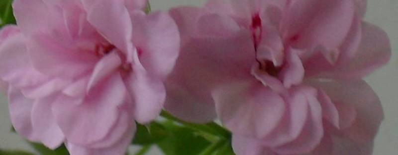 Капелька тепла