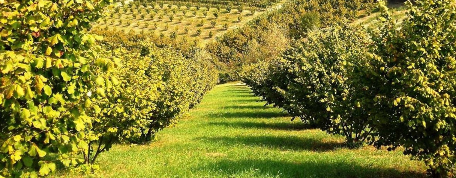 Усатов Владимир. Удмуртский орехоплодный питомник.