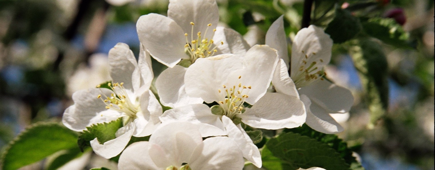 КЛАВДИЯ ЗОРИНА