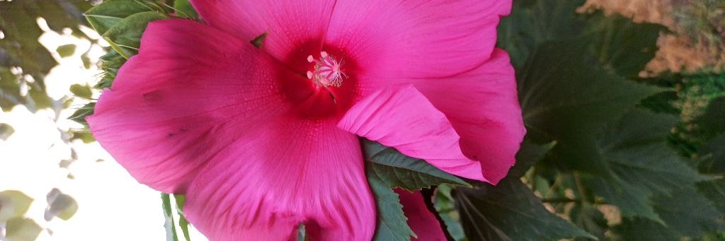 Зоопарк На Диване