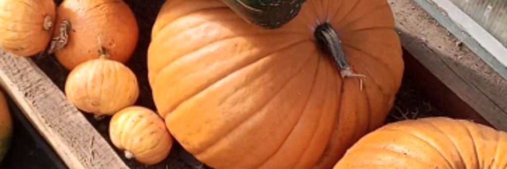 Юлия. Огородные радости