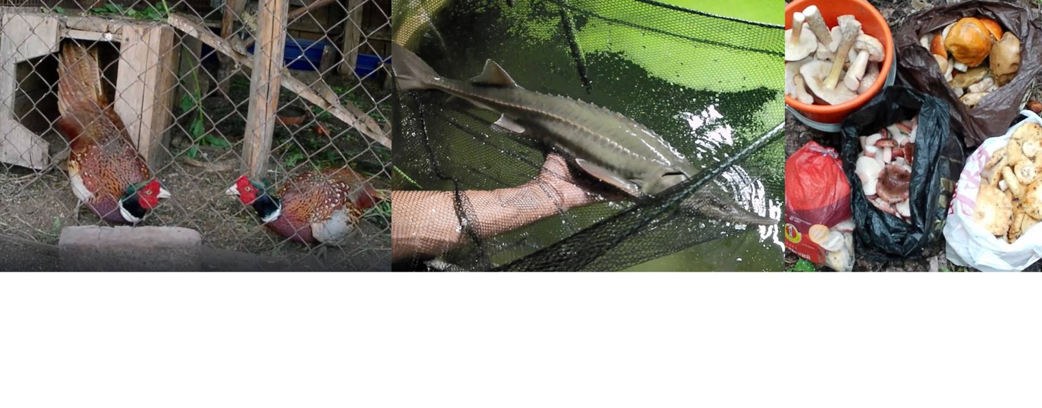 Продовольственное самообеспечение Тюрюковка.рф