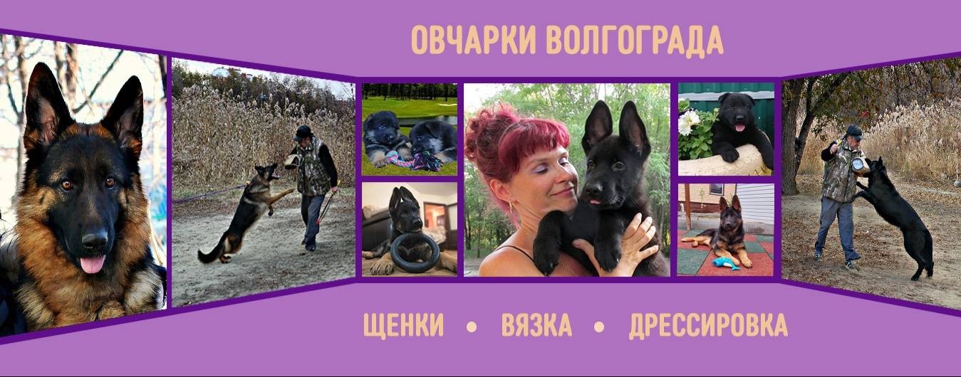 ✨ЩЕНКИ НЕМЕЦКОЙ ОВЧАРКИ 💪 СЛУЖЕБНЫЕ СОБАКИ🐕
