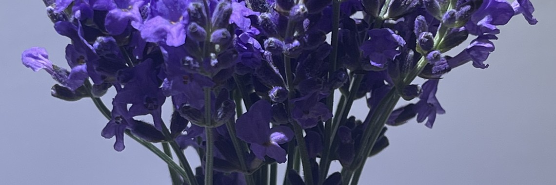 🌺Татьянин День 🌺