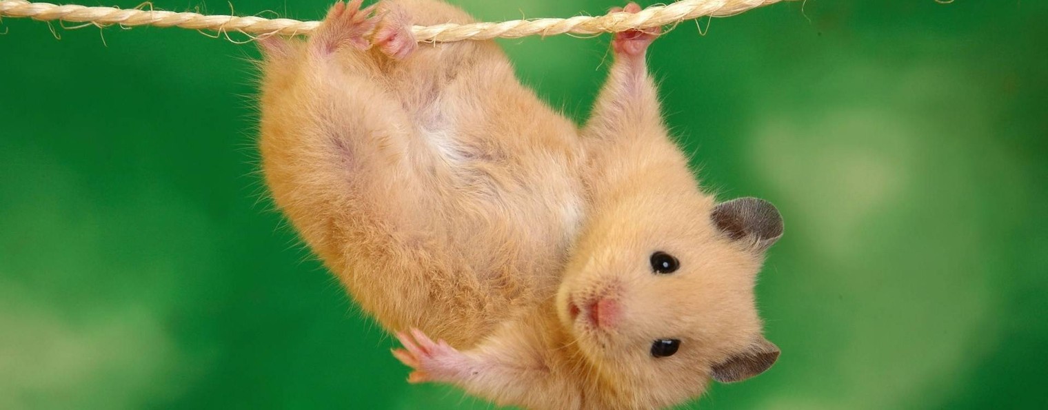 Хомячиная ферма