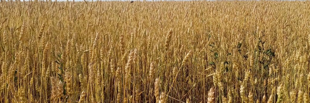 Усадьба Любви