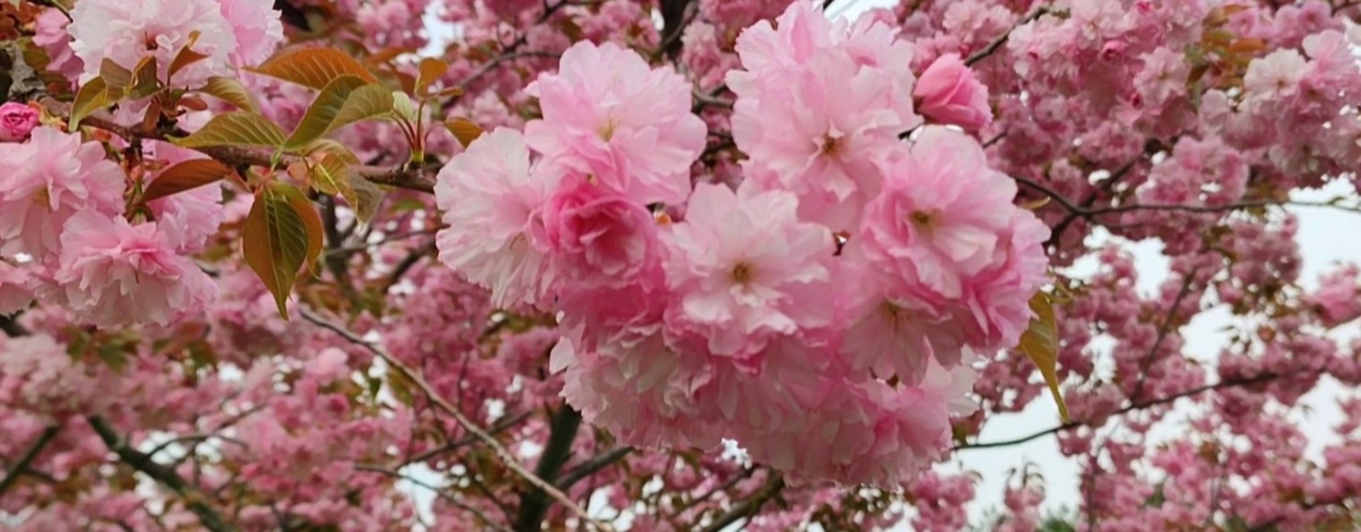 Парк Галицкого. Краснодар.