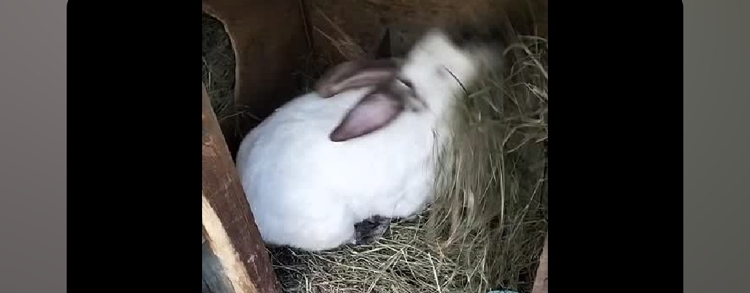 Я и кролики