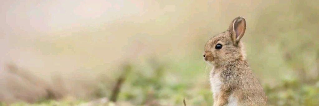 Смешные Лапки